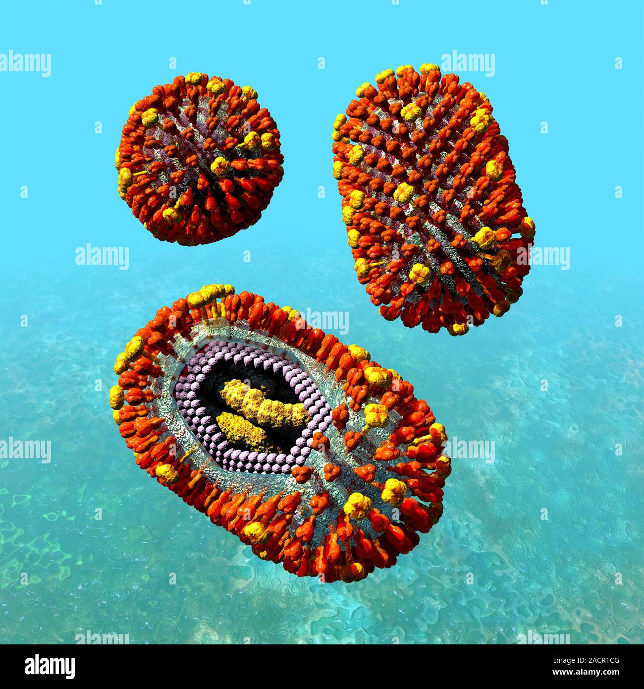 This image may not be used in educational posters Influenza viruses ...