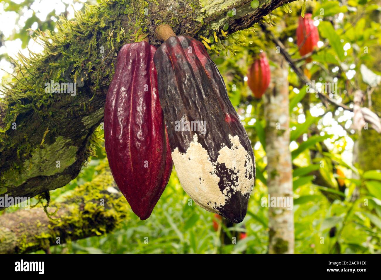 Diseased cocoa pods. Cocoa (Theobroma cacao) fruit (pods) infected with ...