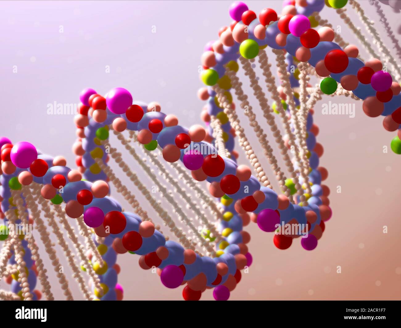 DNA molecule. Computer artwork showing the structure of a double ...