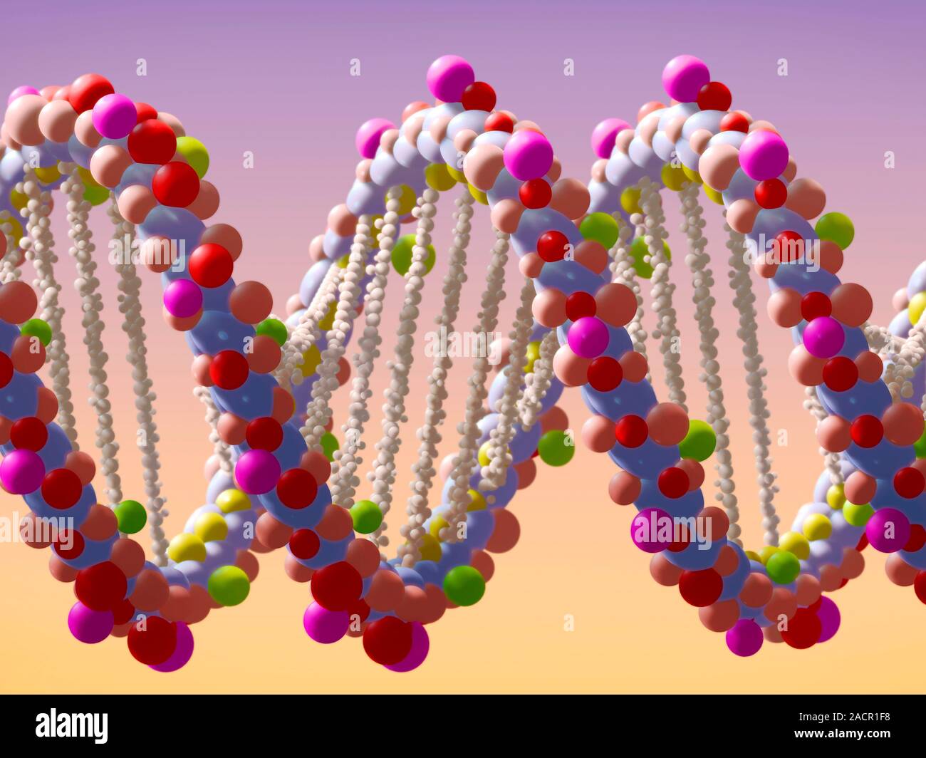 DNA molecule. Computer artwork showing the structure of a double ...