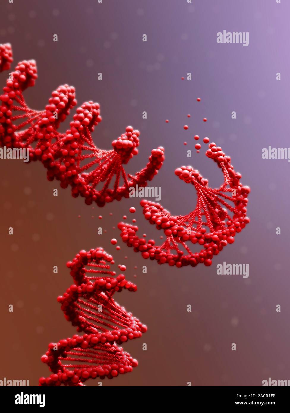 Damaged DNA molecule, computer artwork. DNA (deoxyribonucleic acid) is ...