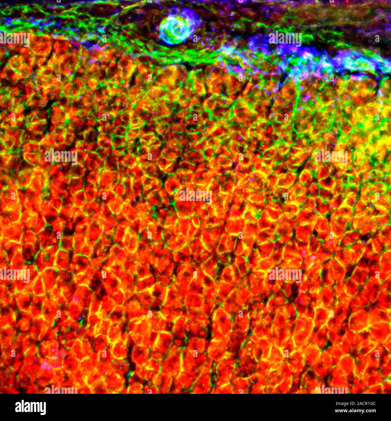 Adrenal gland. Fluorescence deconvolution micrograph of a section ...