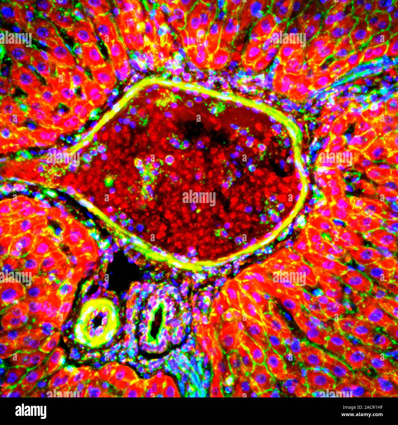 Liver portal triad. Fluorescence deconvolution micrograph of a section ...