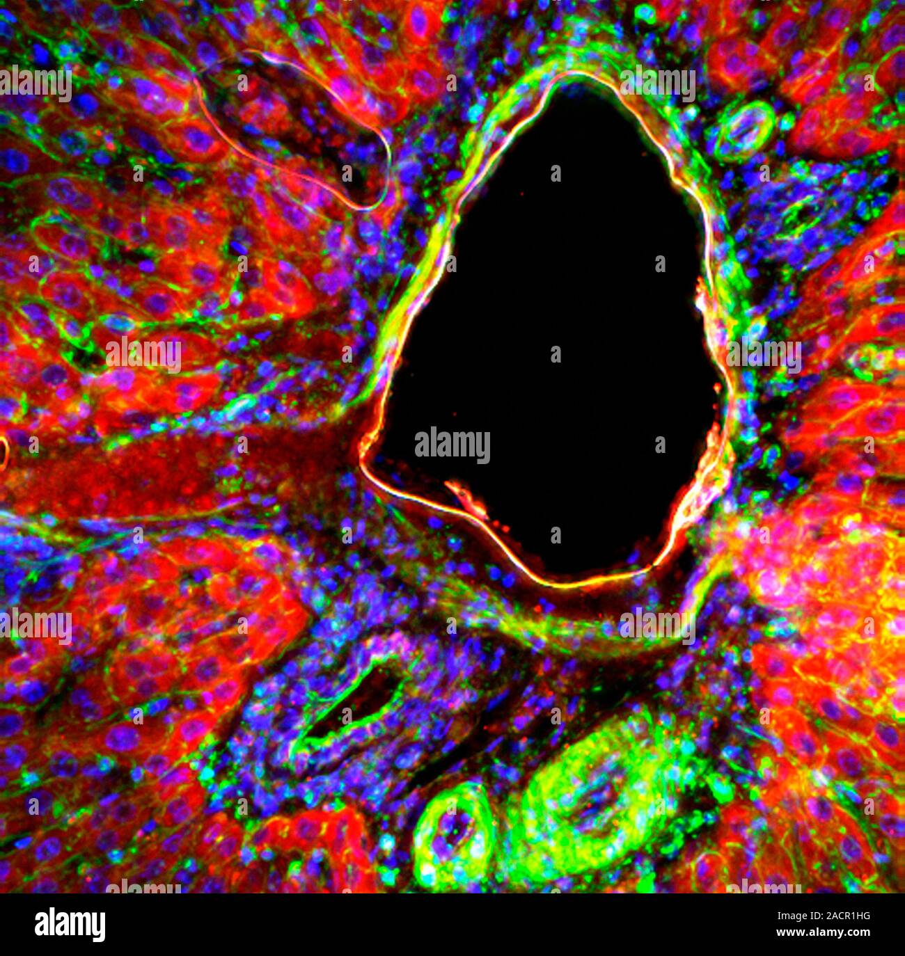 Liver portal triad. Fluorescence deconvolution micrograph of a section ...