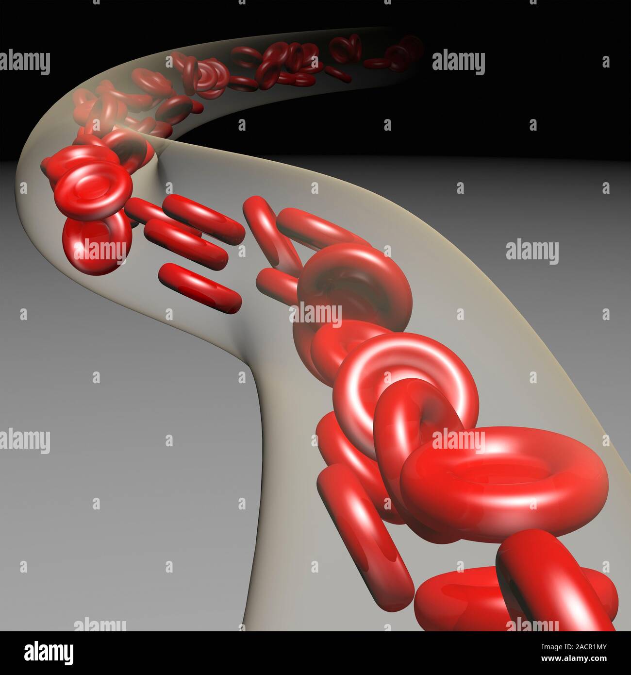 This image may not be used in educational posters Red blood cells in a ...