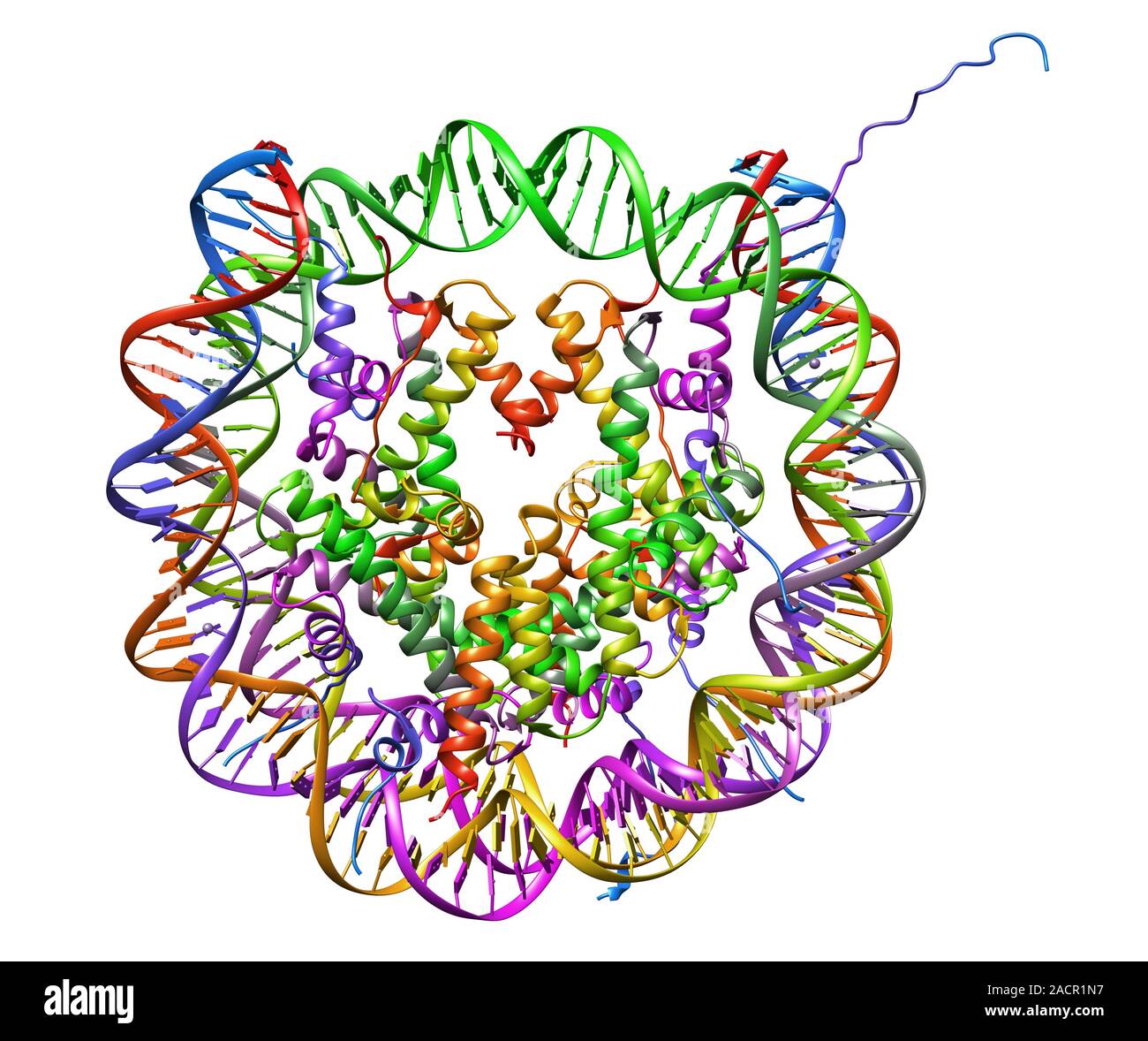 DNA nucleosome. Molecular model of a nucleosome, the fundamental ...