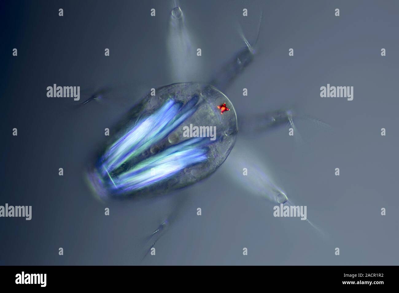 Copepod larva. Polarised light micrograph of a nauplius larva. A ...