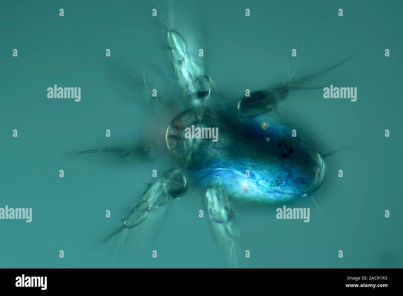 Copepod larva. Polarised light micrograph of a nauplius larva. A ...