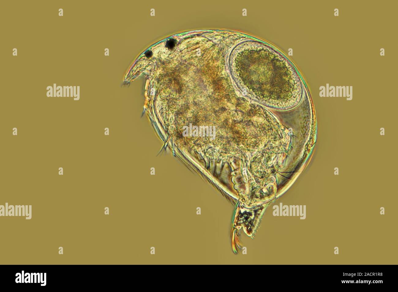 Water flea, phase-contrast light micrograph. Water fleas (order ...