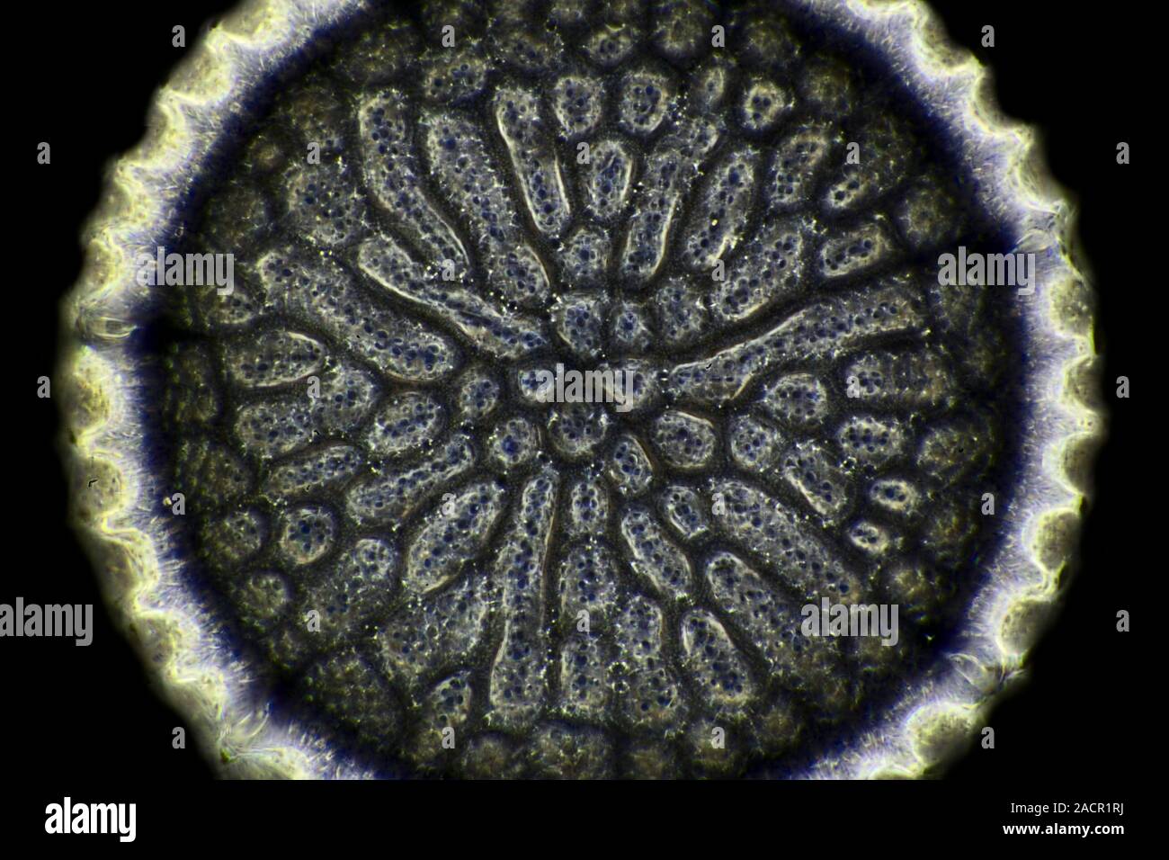 Fossil diatom. Interphase contrast light micrograph of a fossilised ...