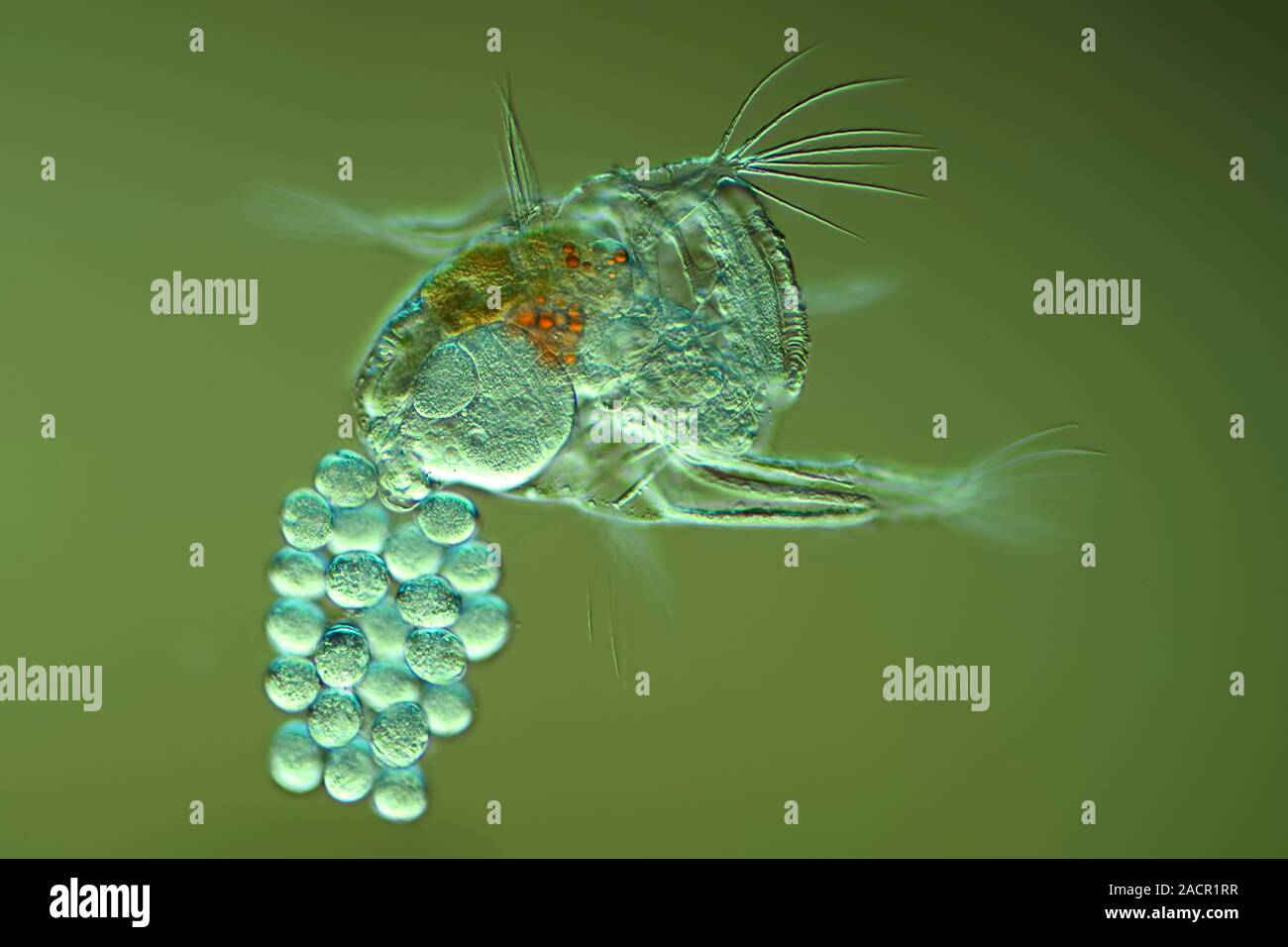 Rotifer with eggs. Differential interference contrast (DIC) light ...