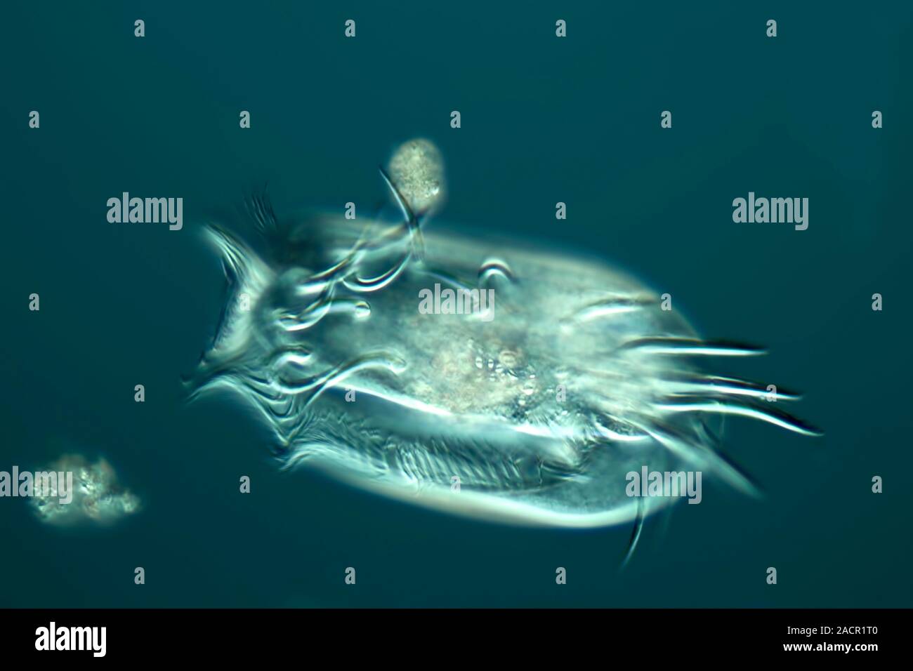 Hypotrich protozoan. Differential interference contrast (DIC) light ...