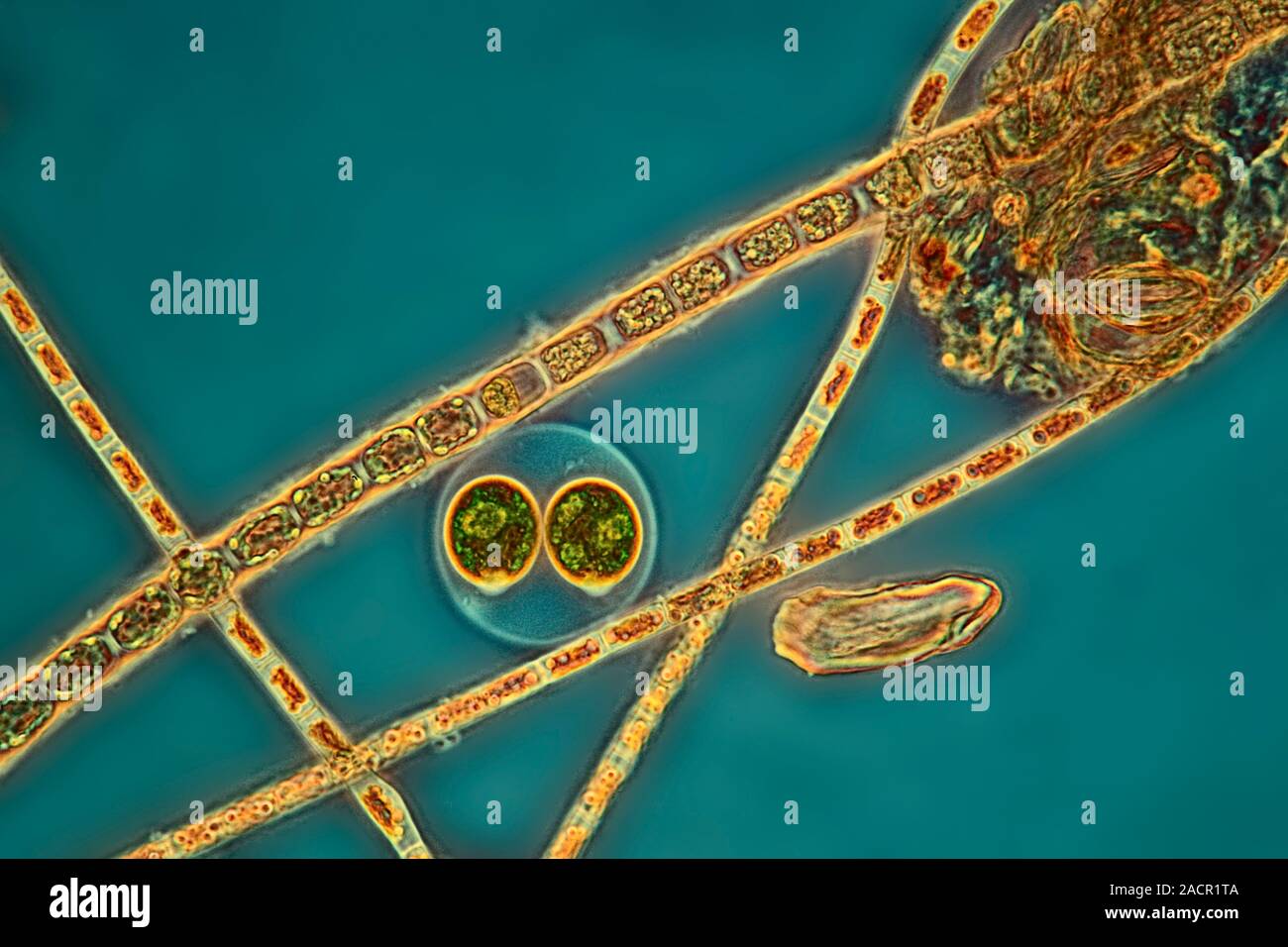 Green algae, Interphase contrast light micrograph. Magnification: x280 ...