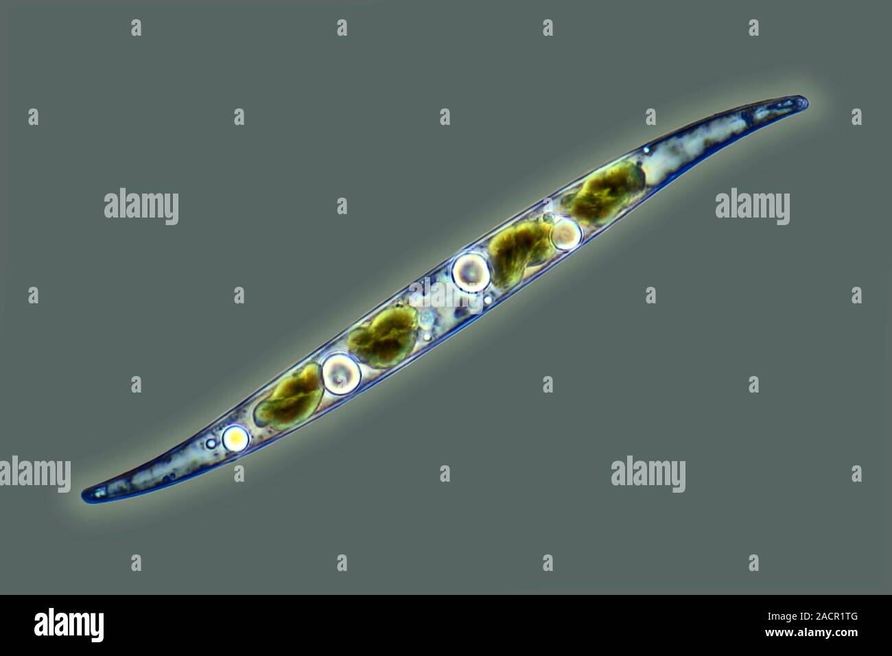 Diatom. Phase-contrast light micrograph of a diatom from the ...