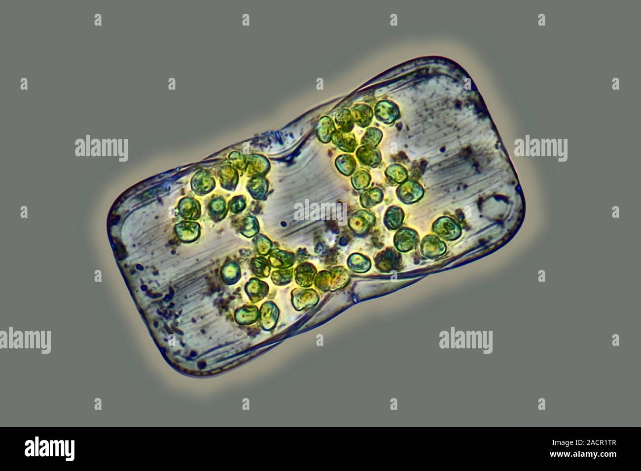 Diatom. Phase-contrast light micrograph of a diatom from the ...