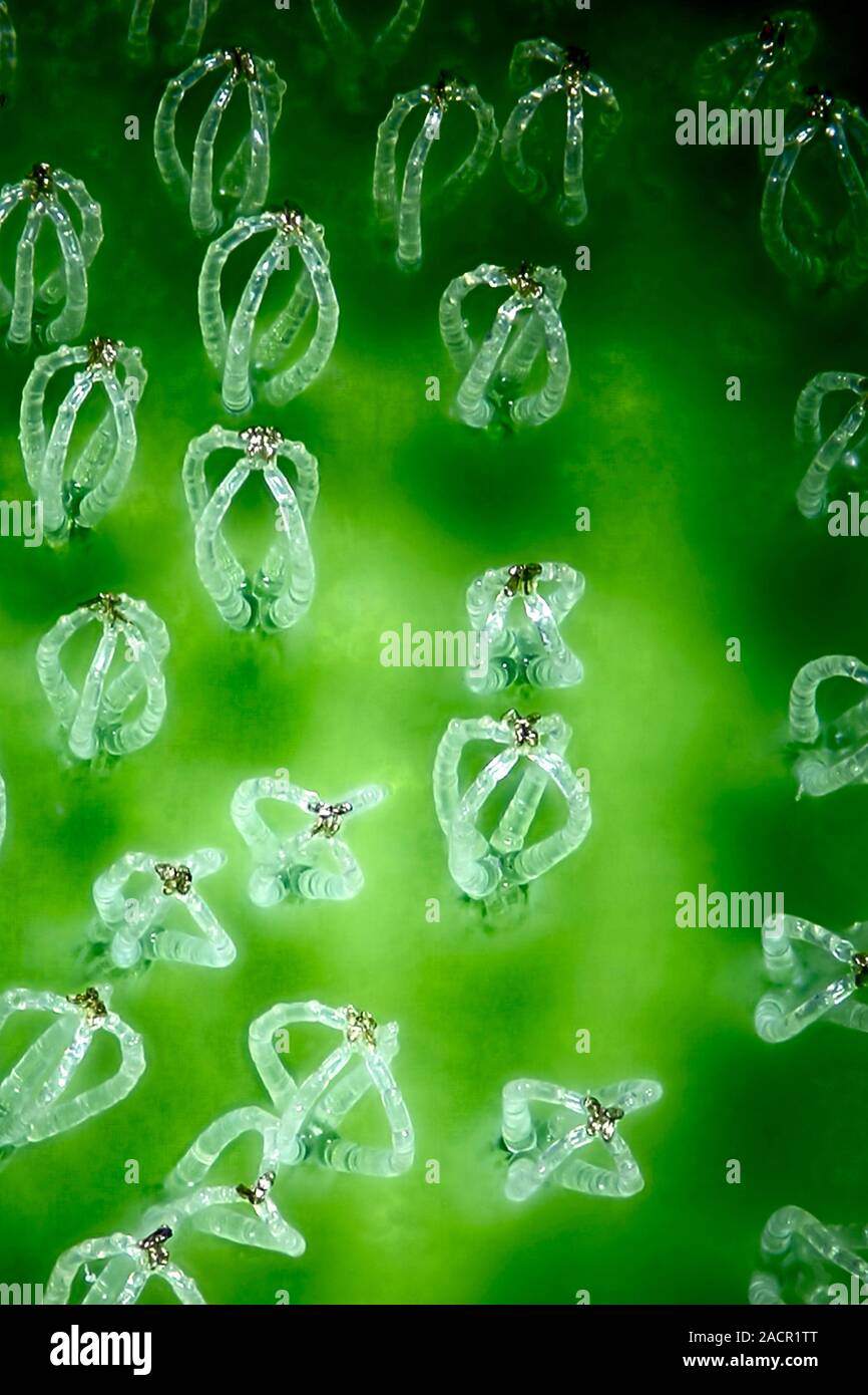 Fern leaf hairs. Brightfield illuminated light micrograph of the hair ...