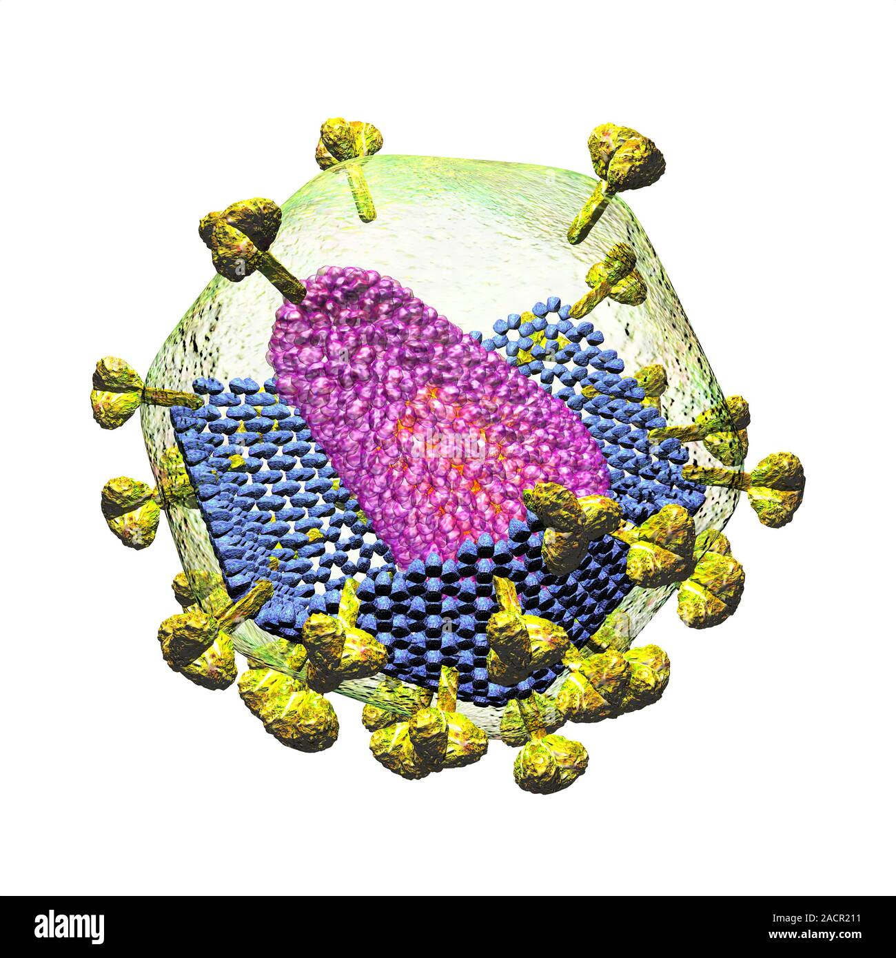 This image may not be used in educational posters HIV particle ...