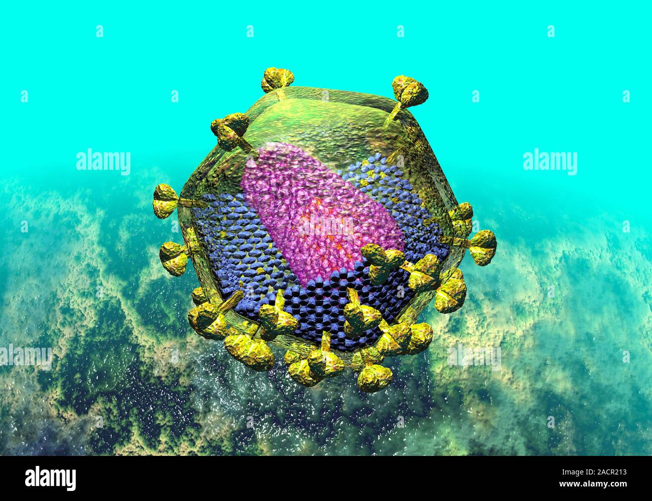 This image may not be used in educational posters HIV particle ...