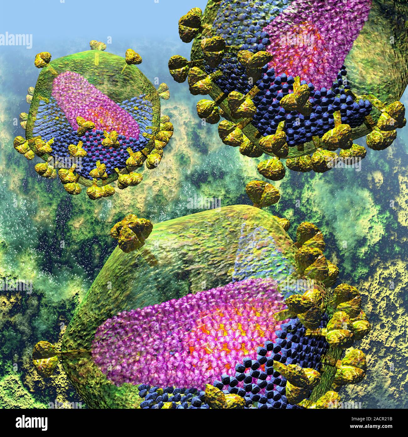 This image may not be used in educational posters HIV particles ...