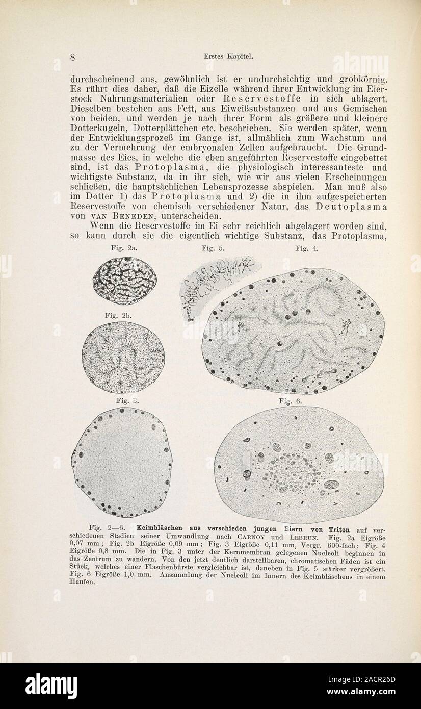 Cell nucleus development. Artwork showing the development of the ...