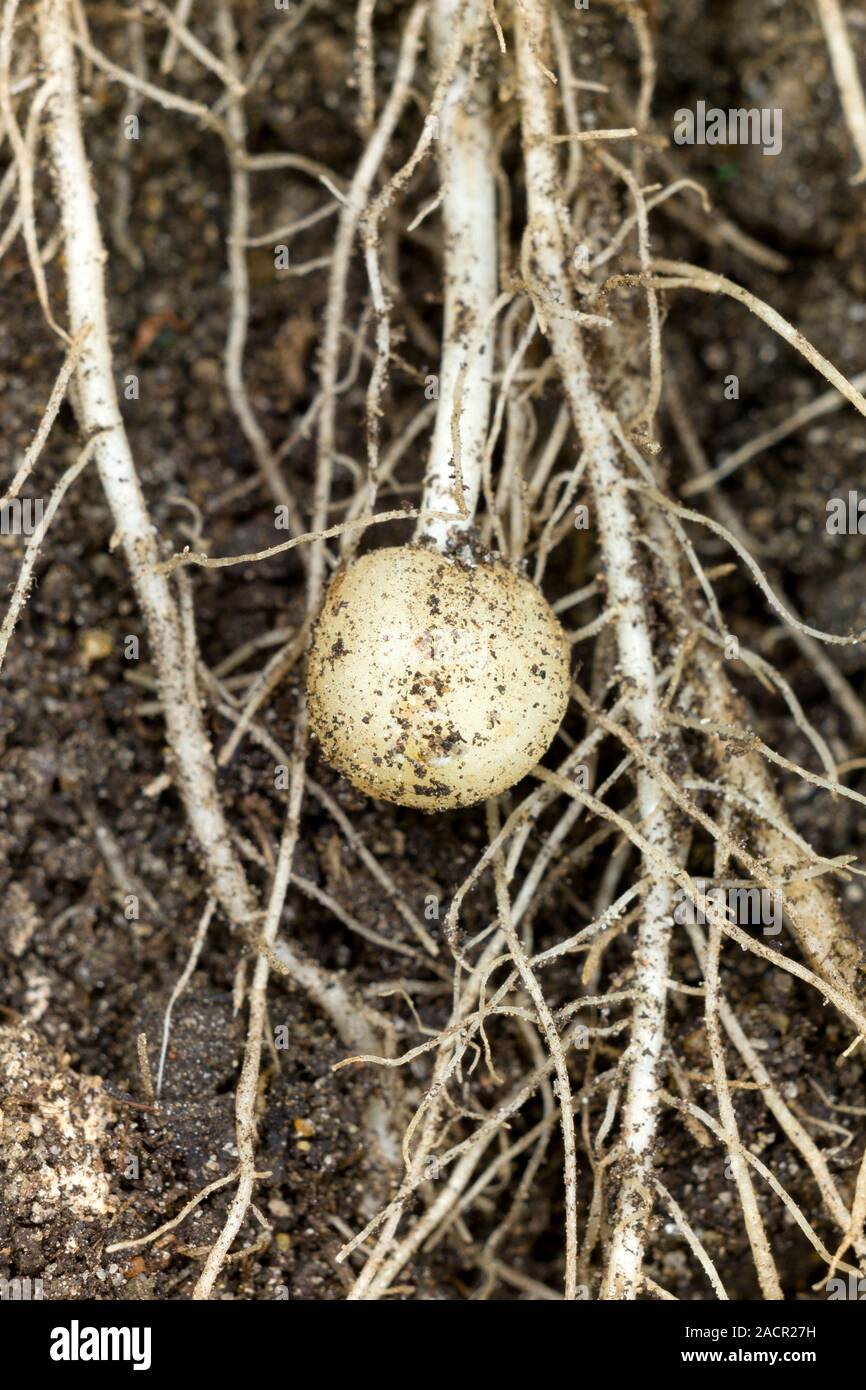 The potato, Solanum tuberosum, is a widely grown and important staple ...