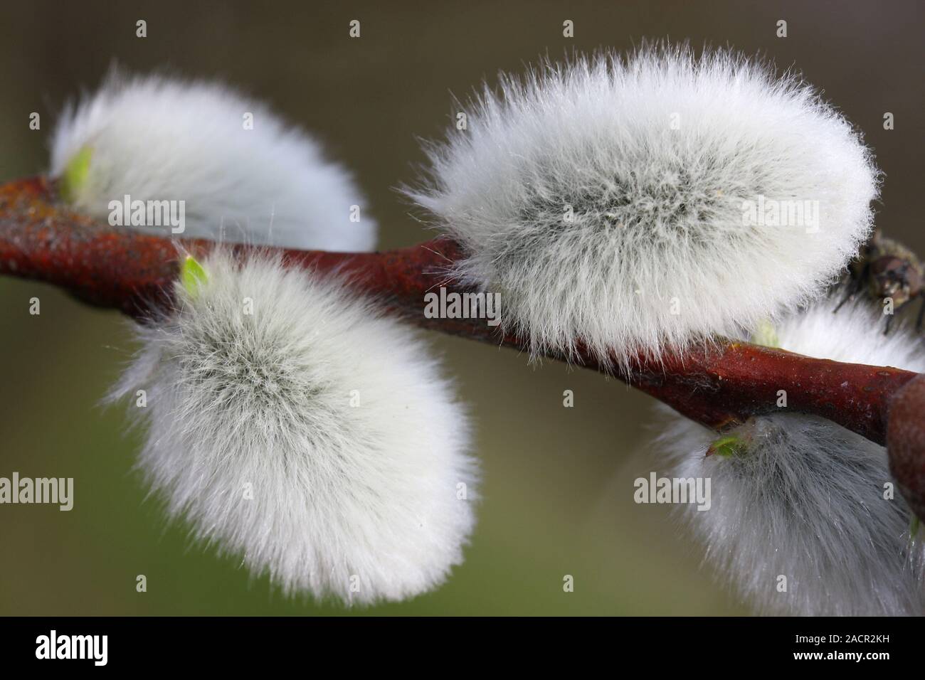 Willow catkin hi-res stock photography and images - Alamy