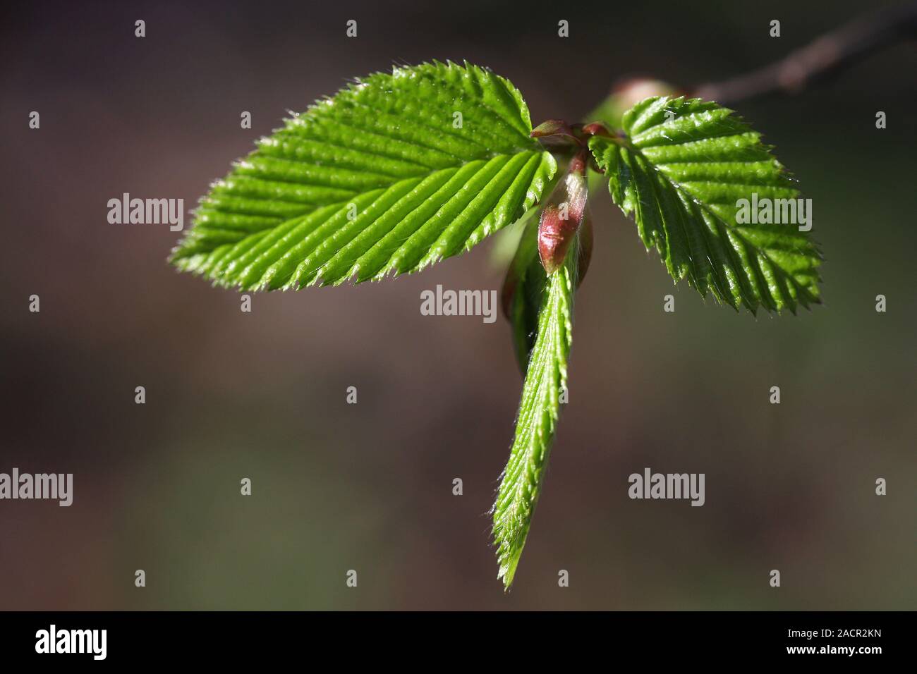Start a fresh hi-res stock photography and images - Alamy