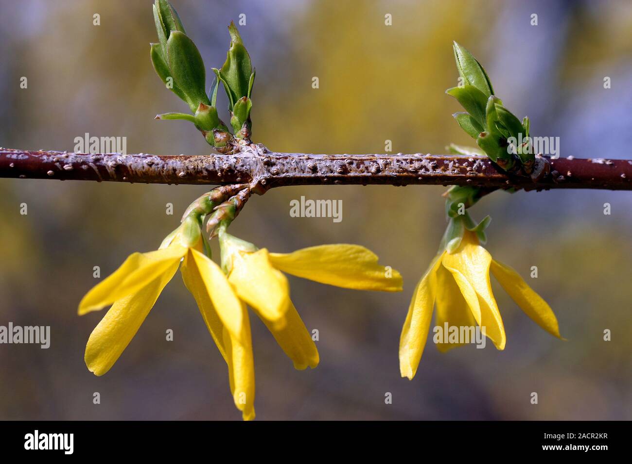 Spring awakening hi-res stock photography and images - Alamy