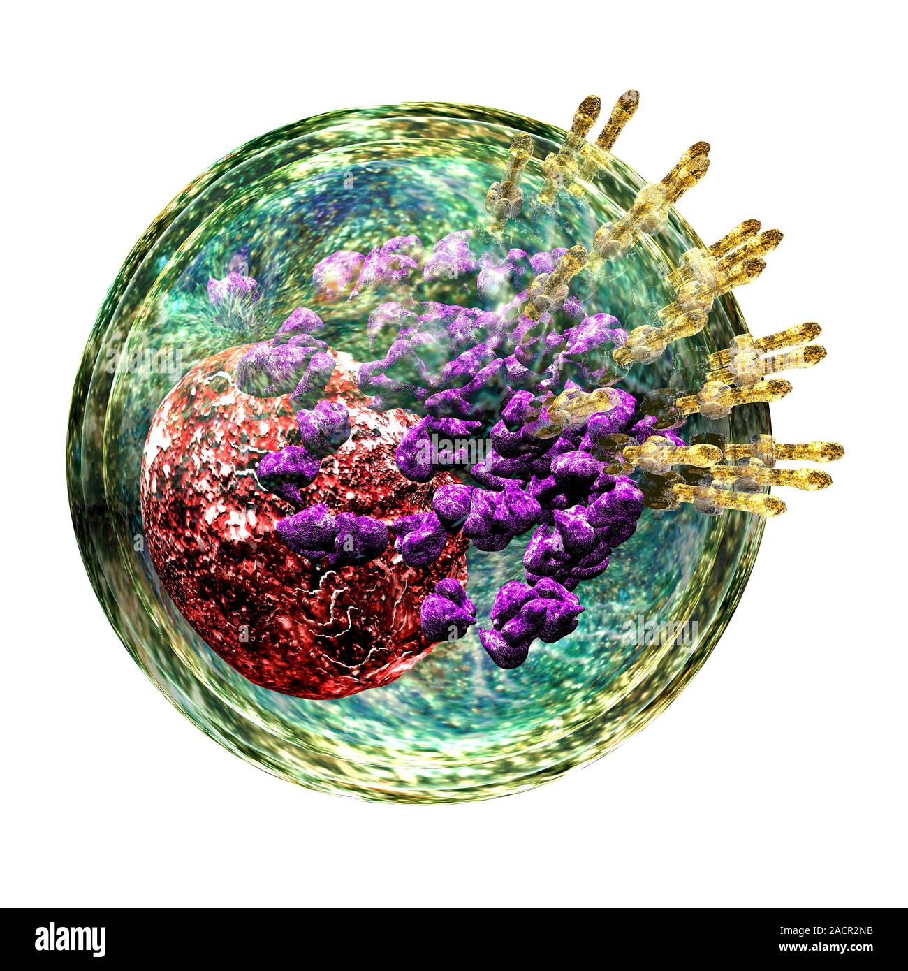 This image may not be used in educational posters Chlamydia bacterium ...