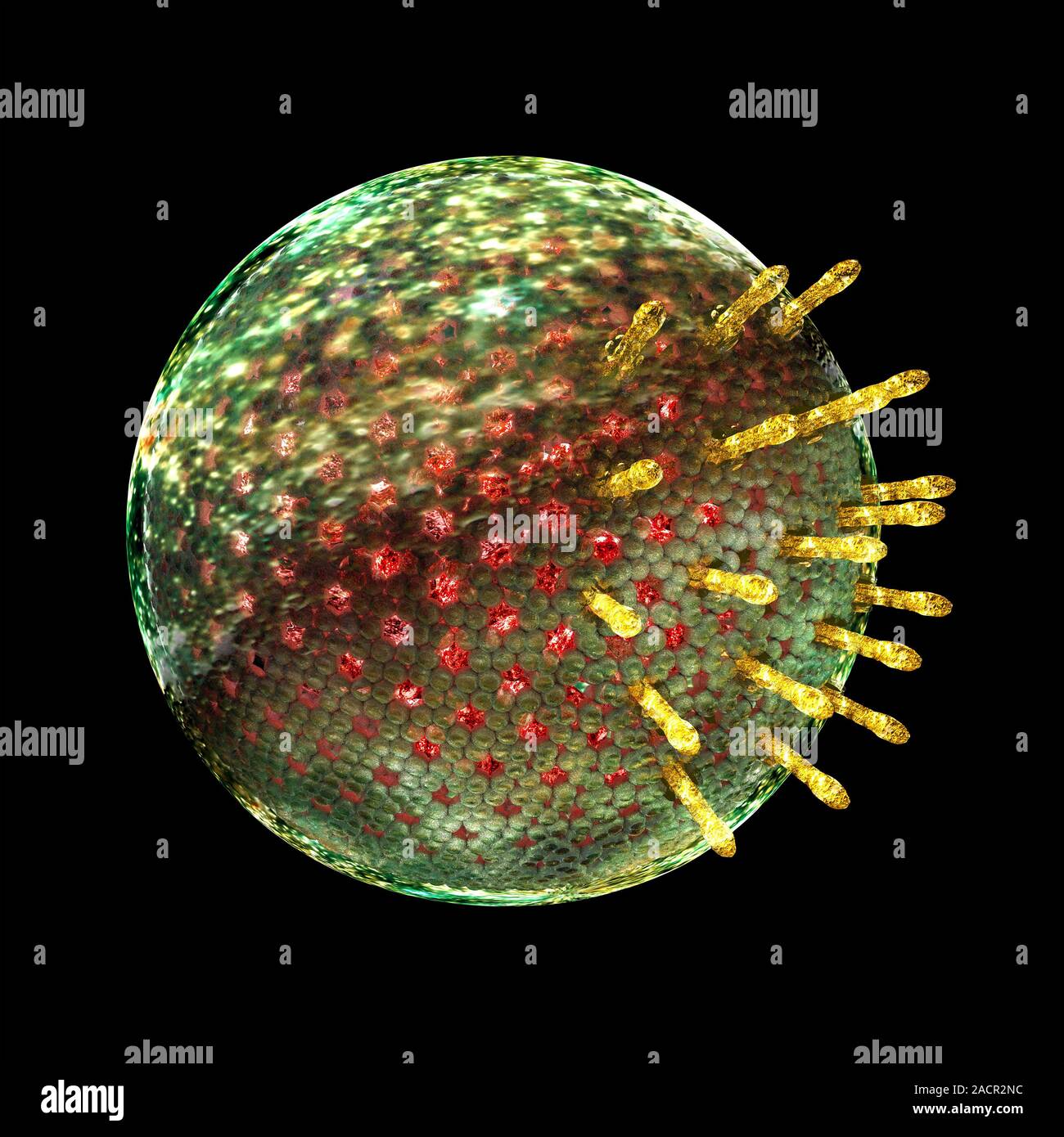 This image may not be used in educational posters Chlamydia bacterium ...