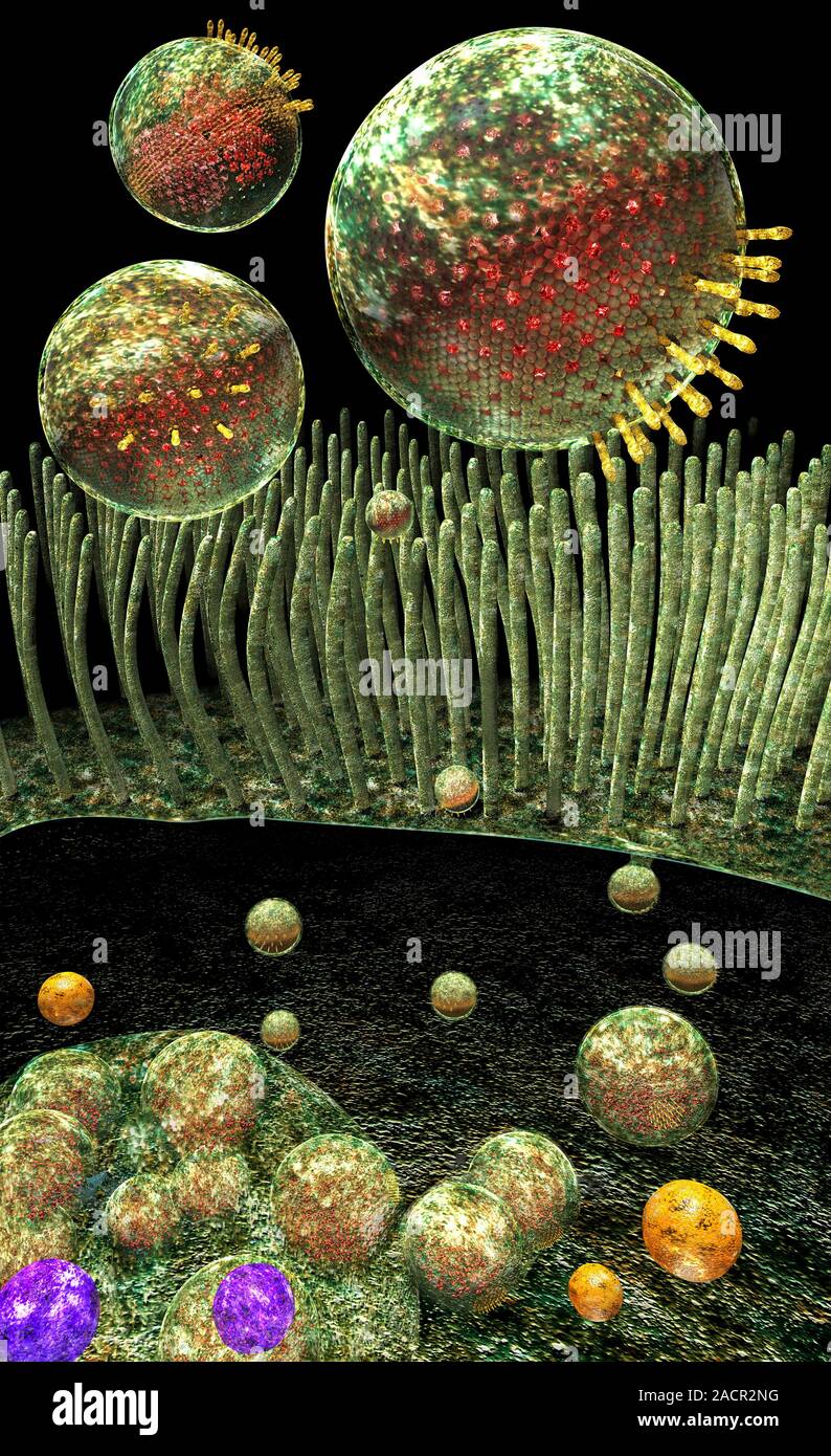 This image may not be used in educational posters Chlamydia infection ...