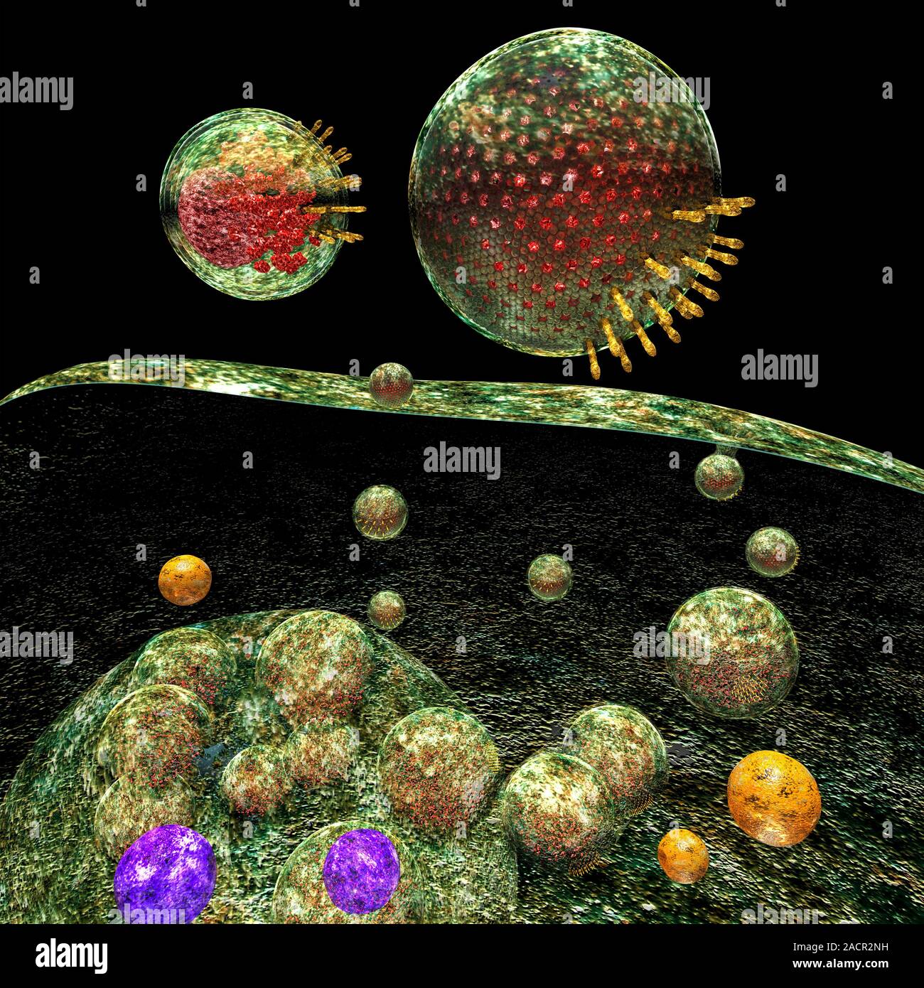 This image may not be used in educational posters Chlamydia infection ...