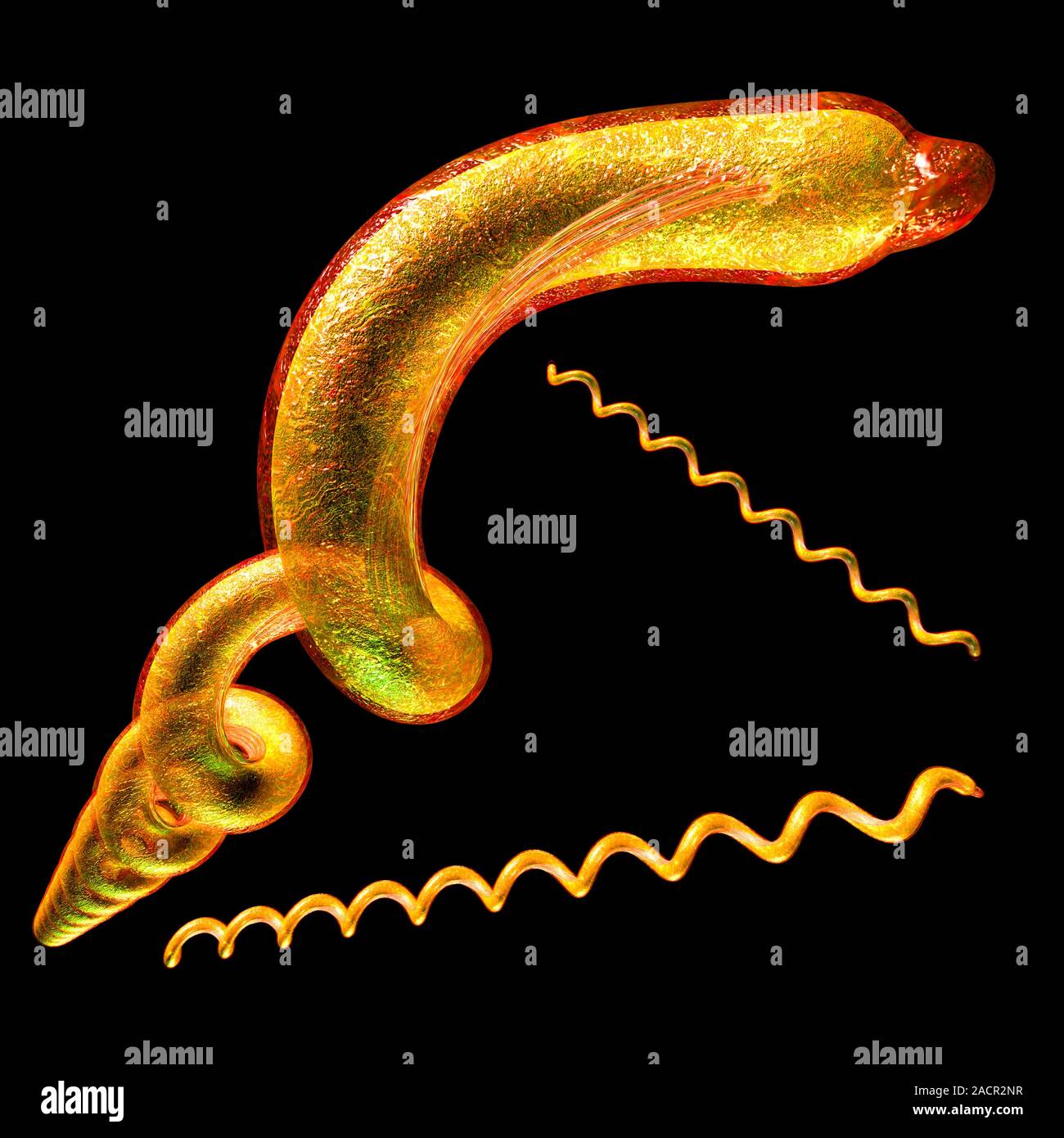 This image may not be used in educational posters Syphilis bacteria ...