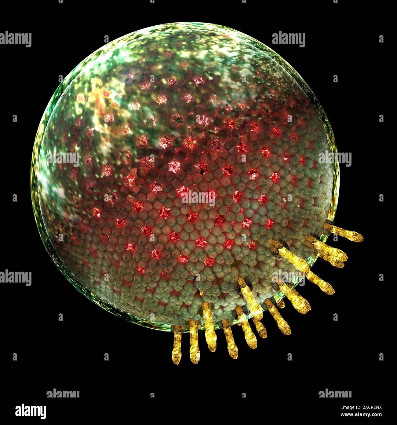 This image may not be used in educational posters Chlamydia bacterium ...