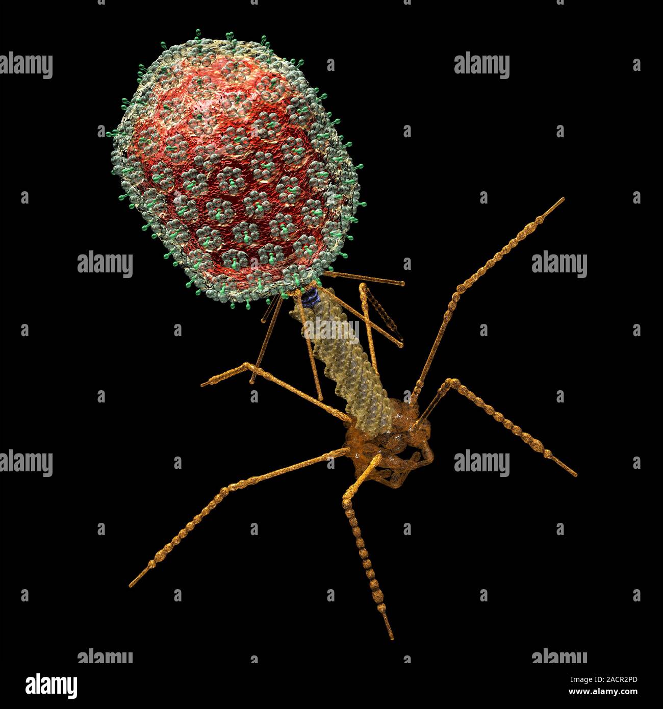 This image may not be used in educational posters Bacteriophage T4. Computer artwork of an ...