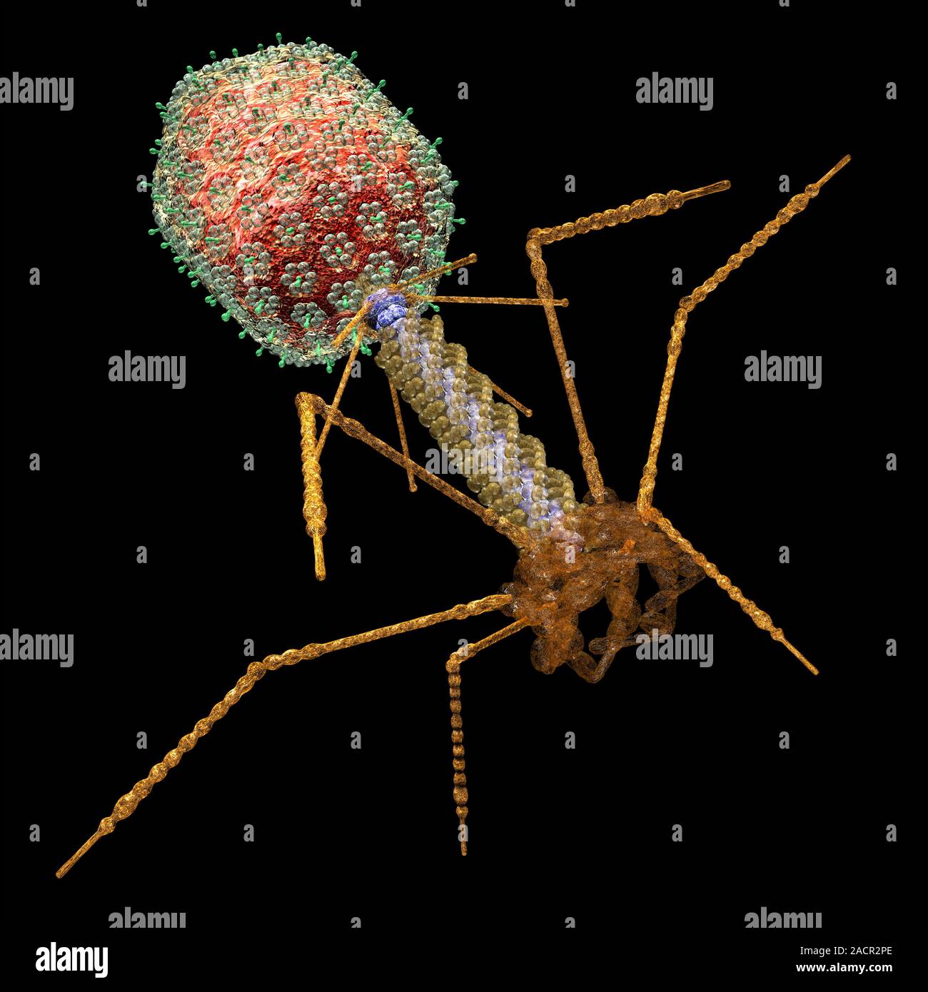 This image may not be used in educational posters Bacteriophage T4 ...
