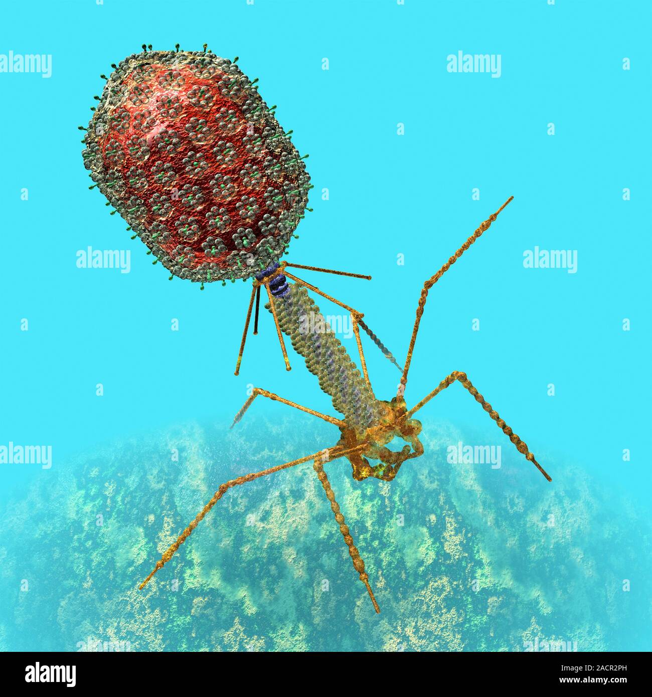 This image may not be used in educational posters Bacteriophage T4. Computer artwork of an ...