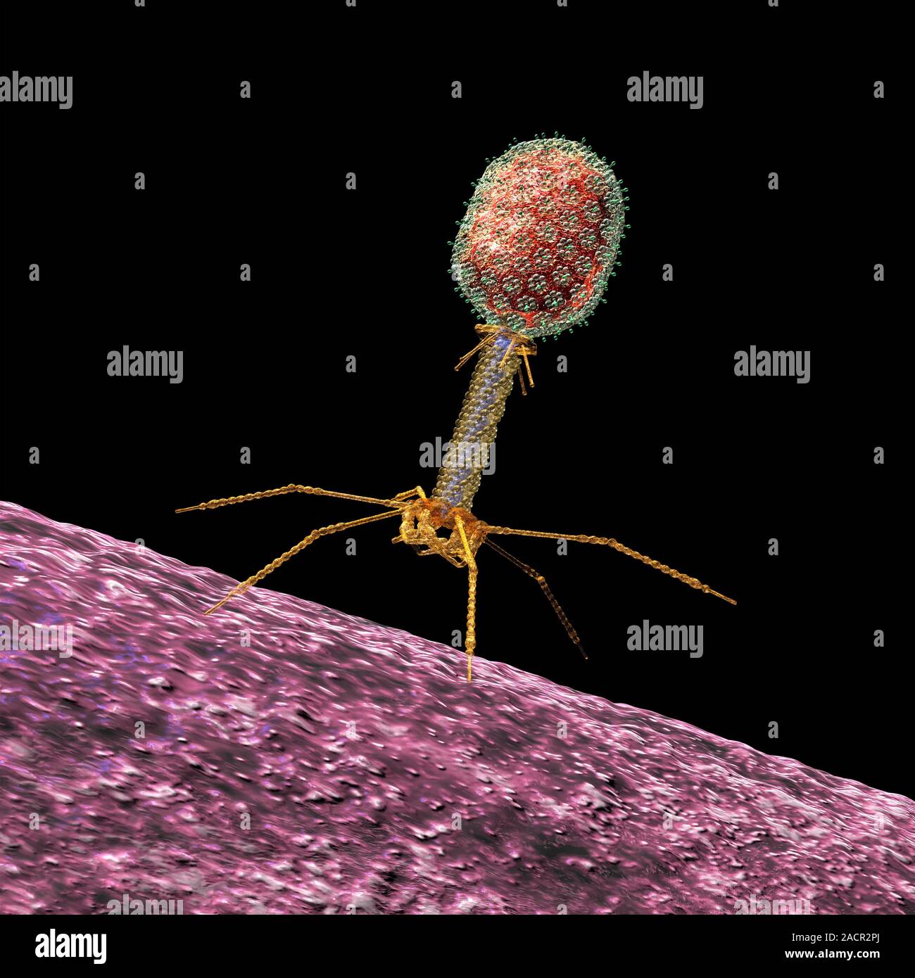 This image may not be used in educational posters Bacteriophage T4 ...