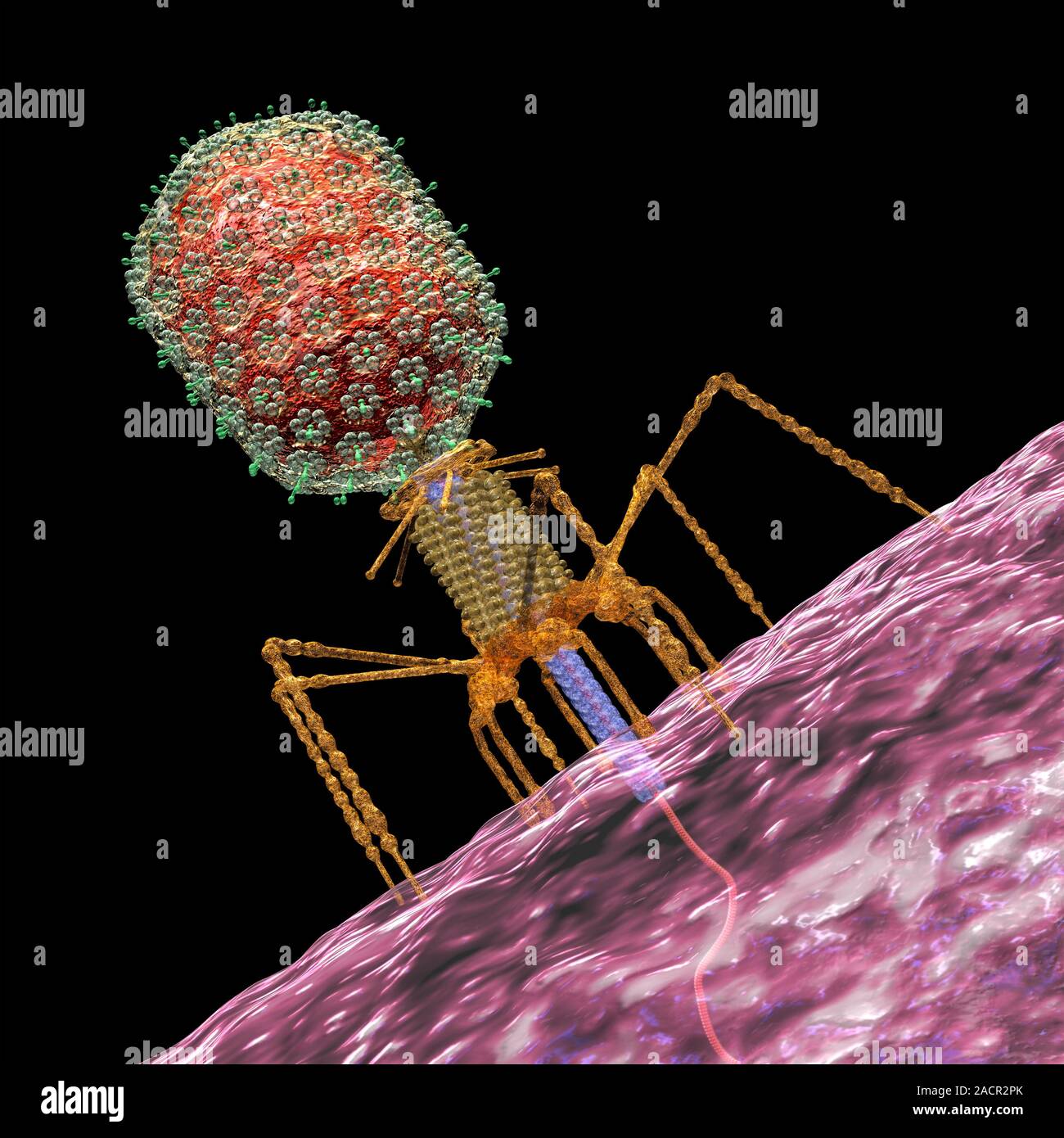 This image may not be used in educational posters Bacteriophage T4. Computer artwork of an ...
