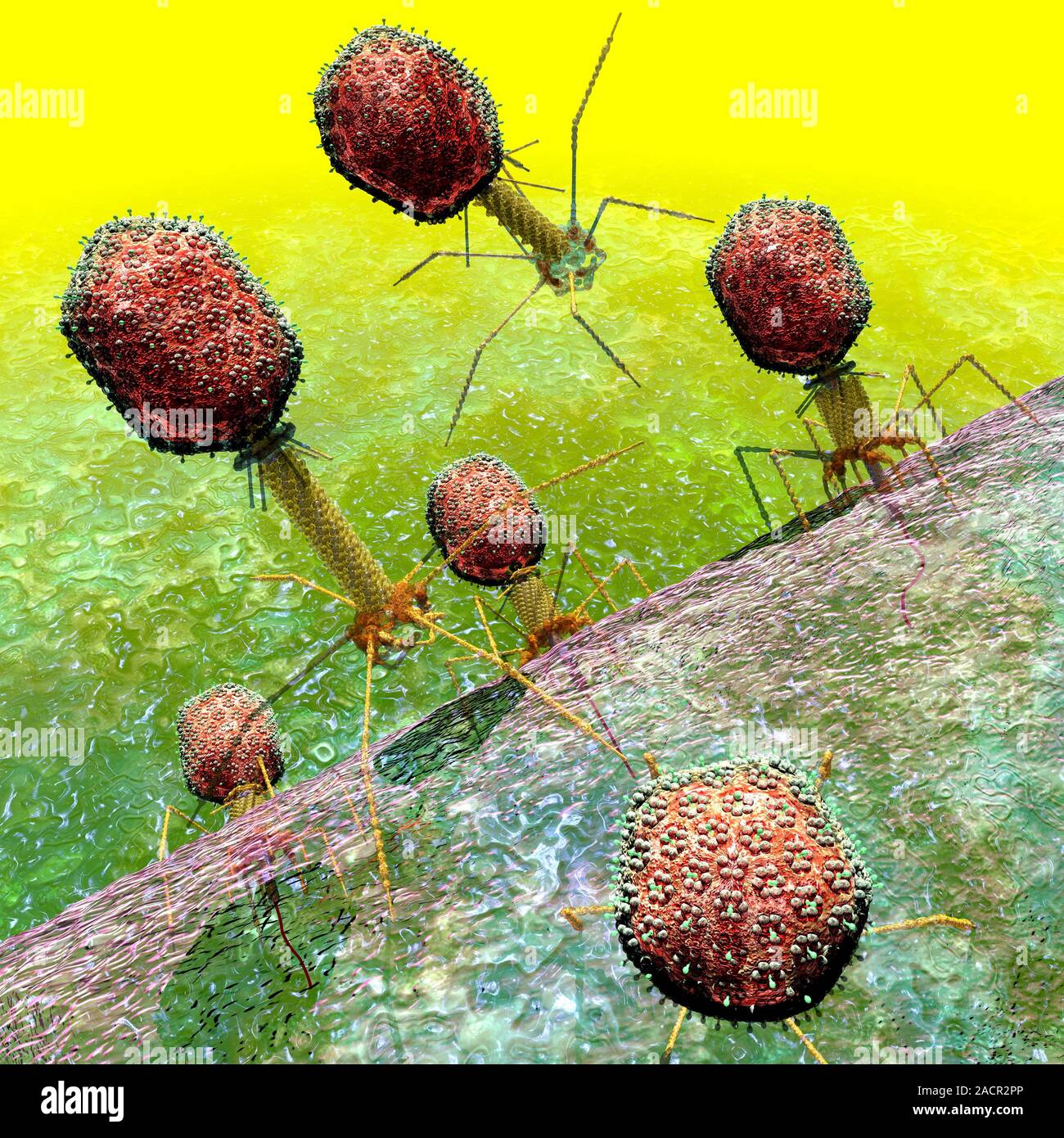 This image may not be used in educational posters Bacteriophage T4 ...