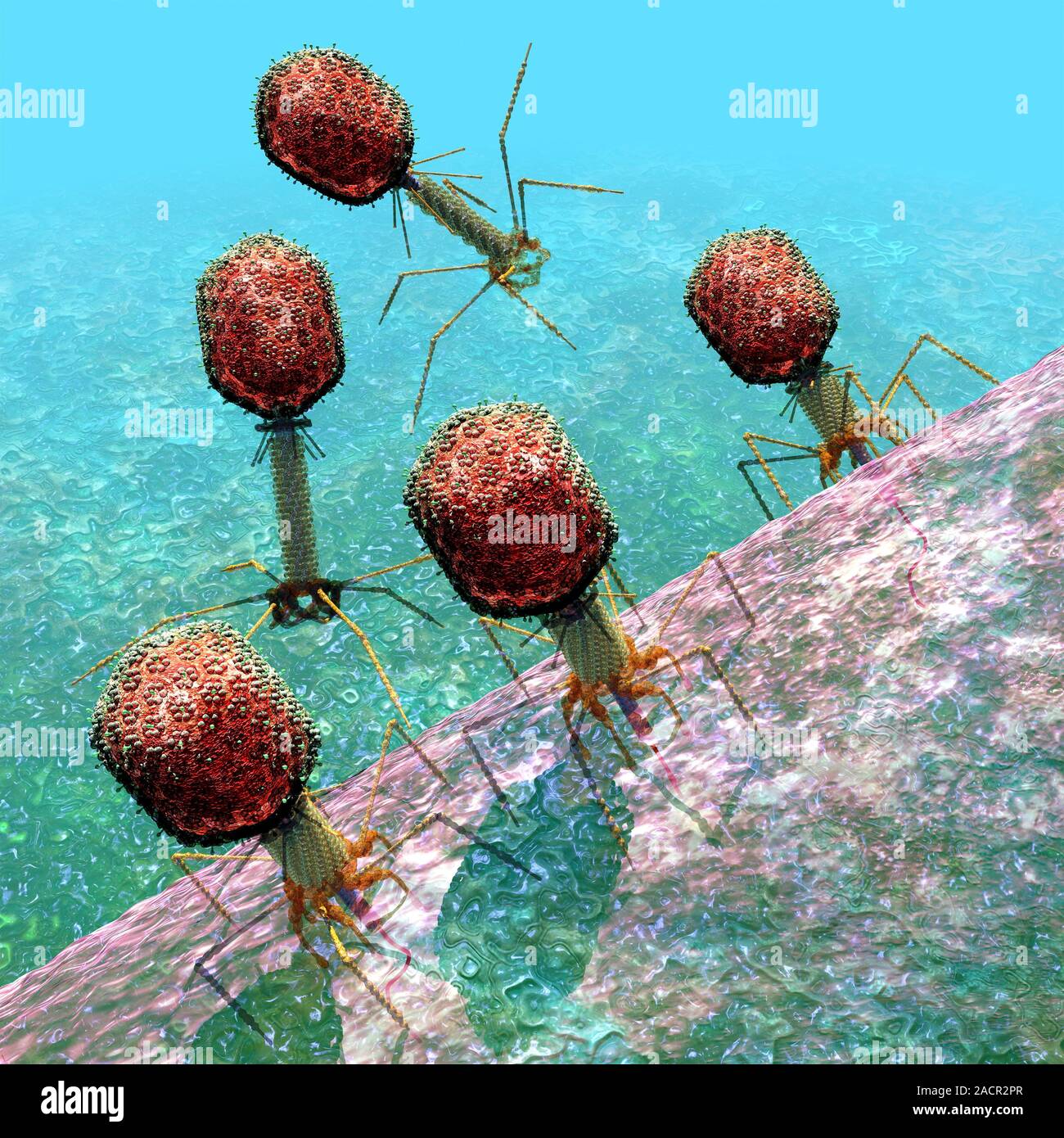This image may not be used in educational posters Bacteriophage T4. Computer artwork of ...