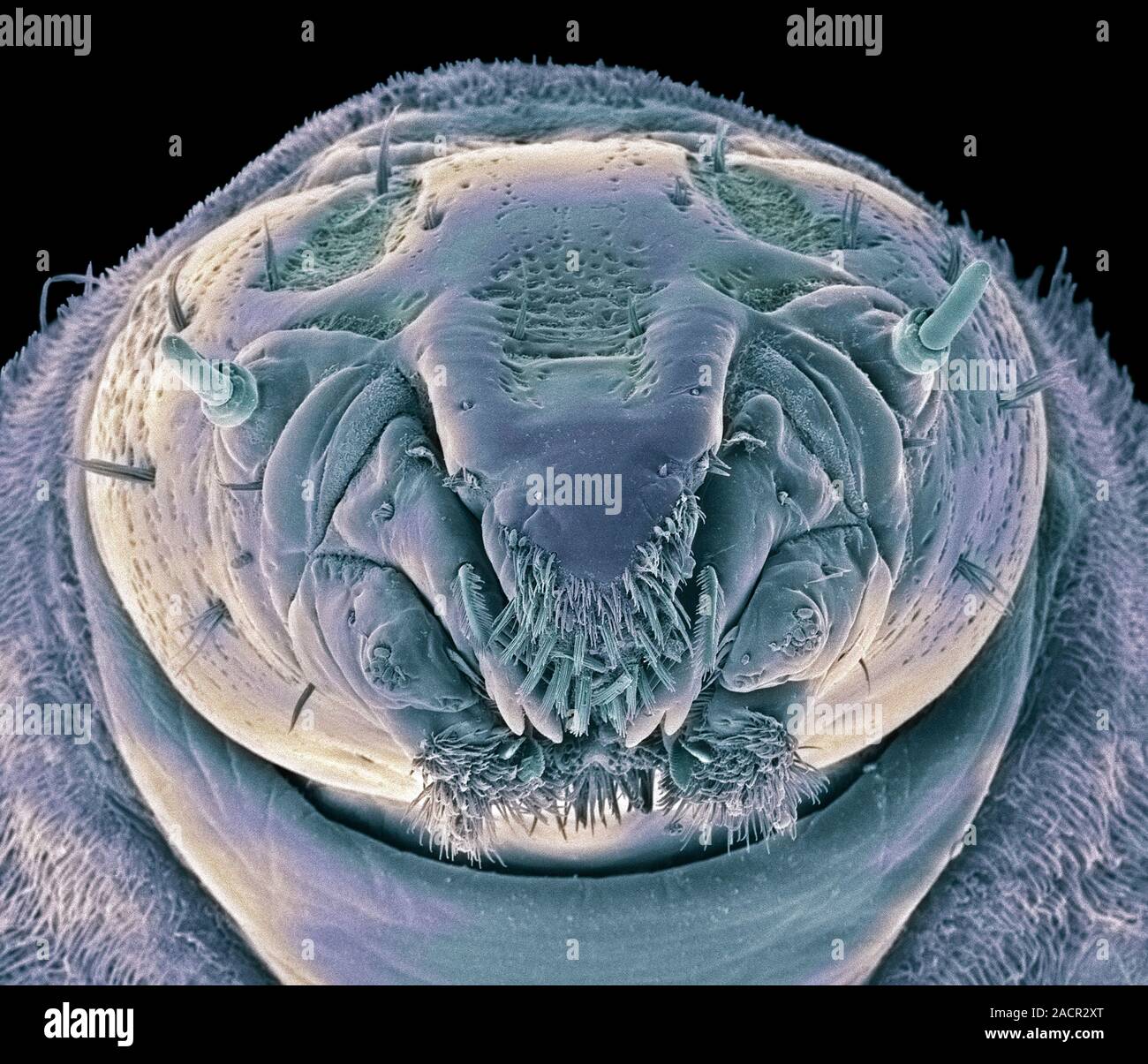 Fly larva. Coloured scanning electron micrograph (SEM) showing the head ...