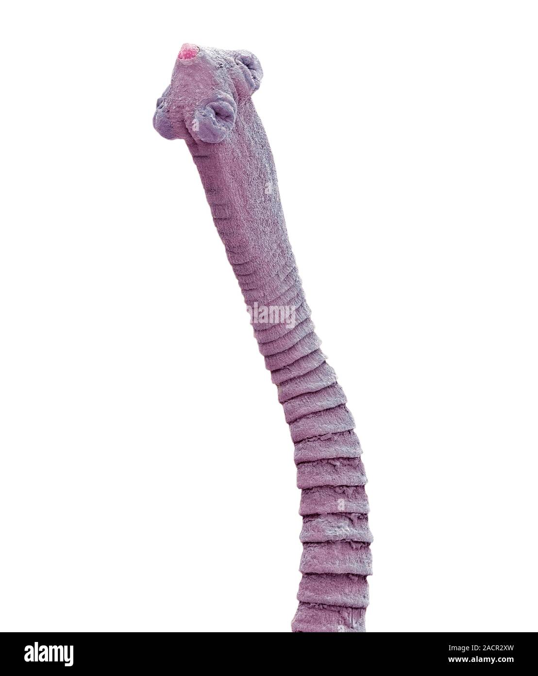 Flea tapeworm. Coloured scanning electron micrograph (SEM) of a flea tapeworm (Dipylidium ...