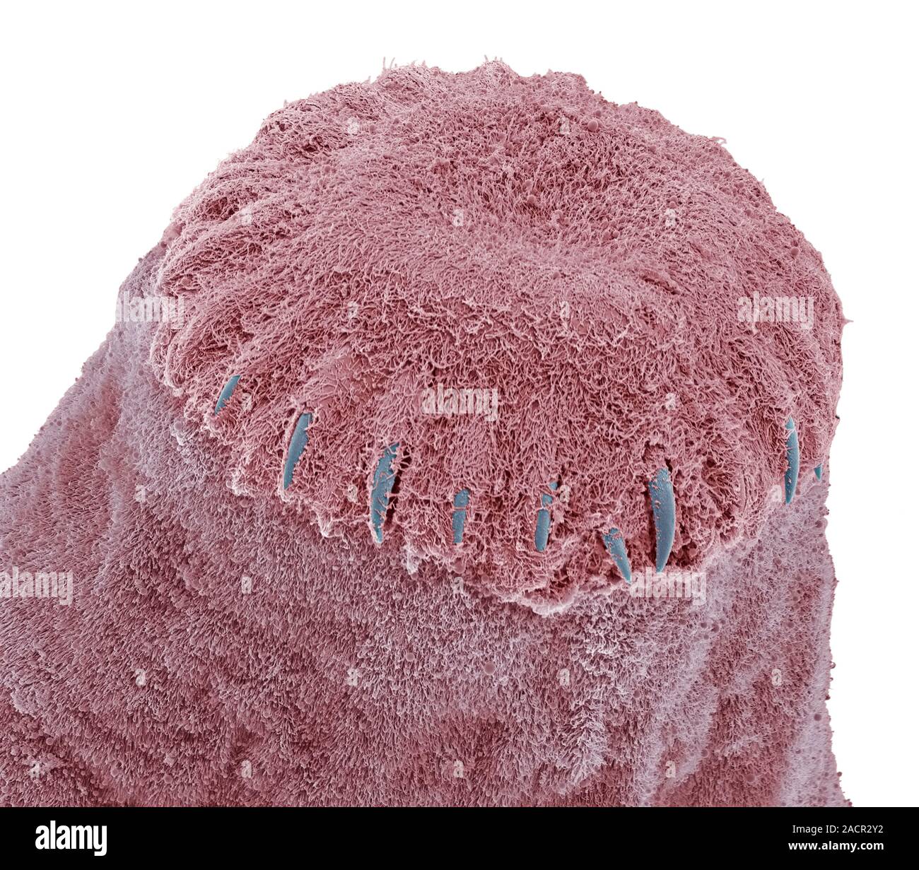 Dog tapeworm. Coloured scanning electron micrograph (SEM) of the head ...