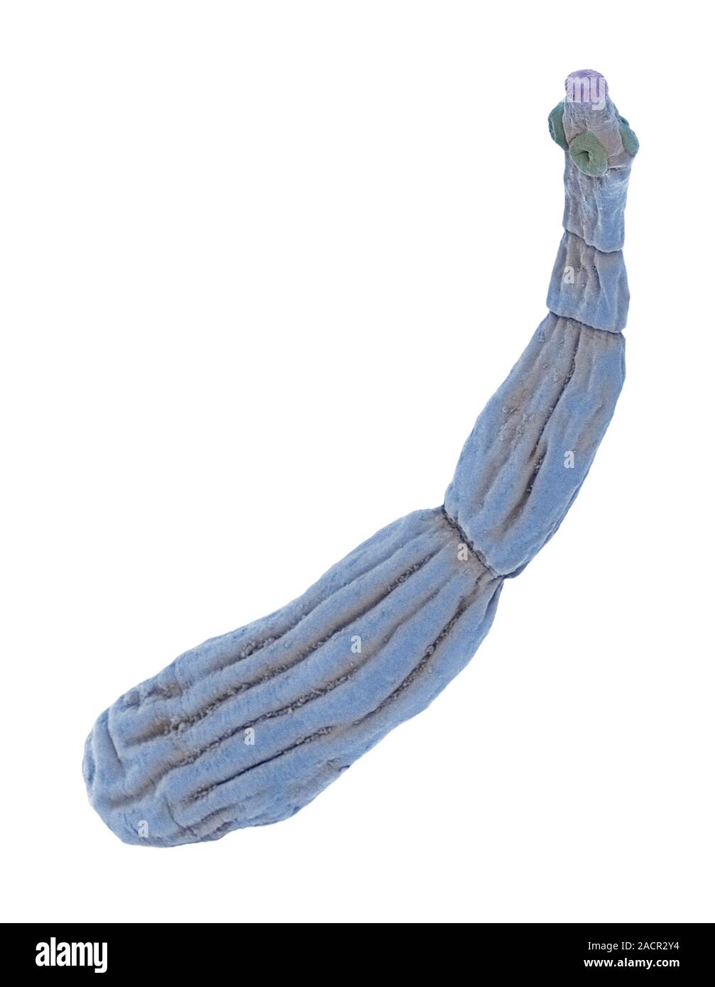 Dog tapeworm. Coloured scanning electron micrograph (SEM) of a dog ...