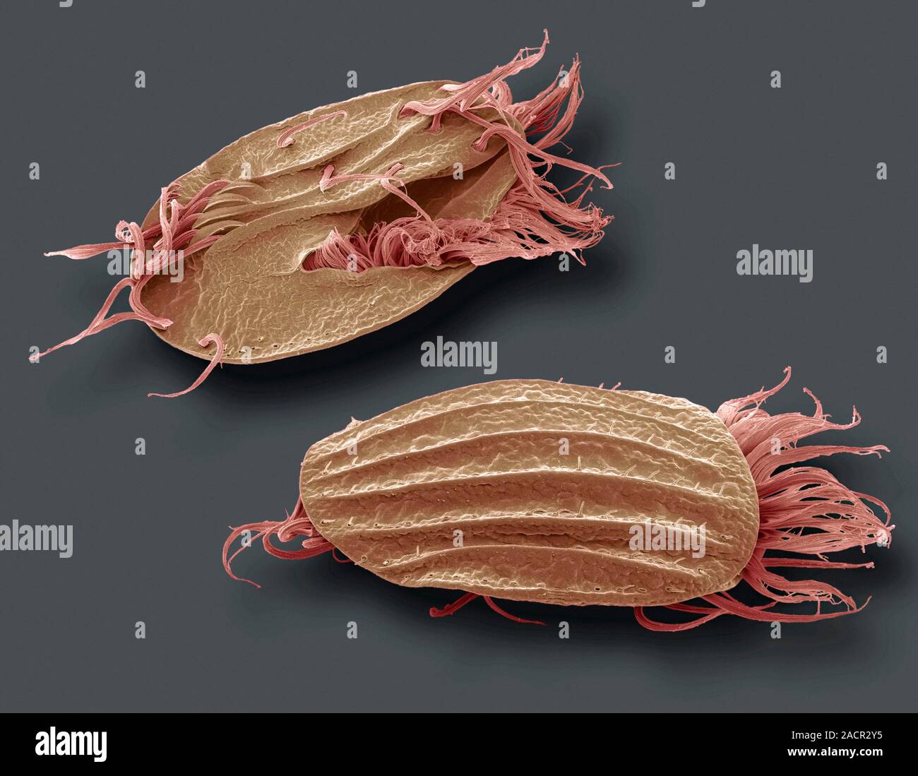 Euplotes protozoa. Coloured scanning electron micrograph (SEM) showing ...