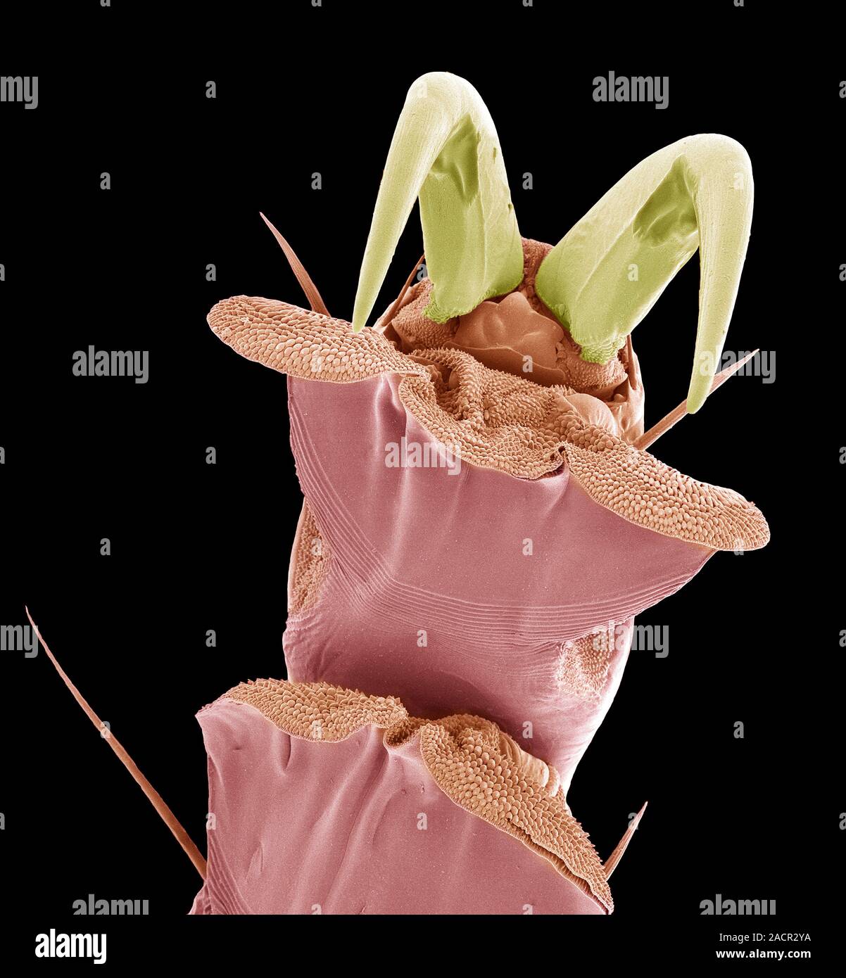Feather louse claw. Coloured scanning electron micrograph (SEM) of a ...