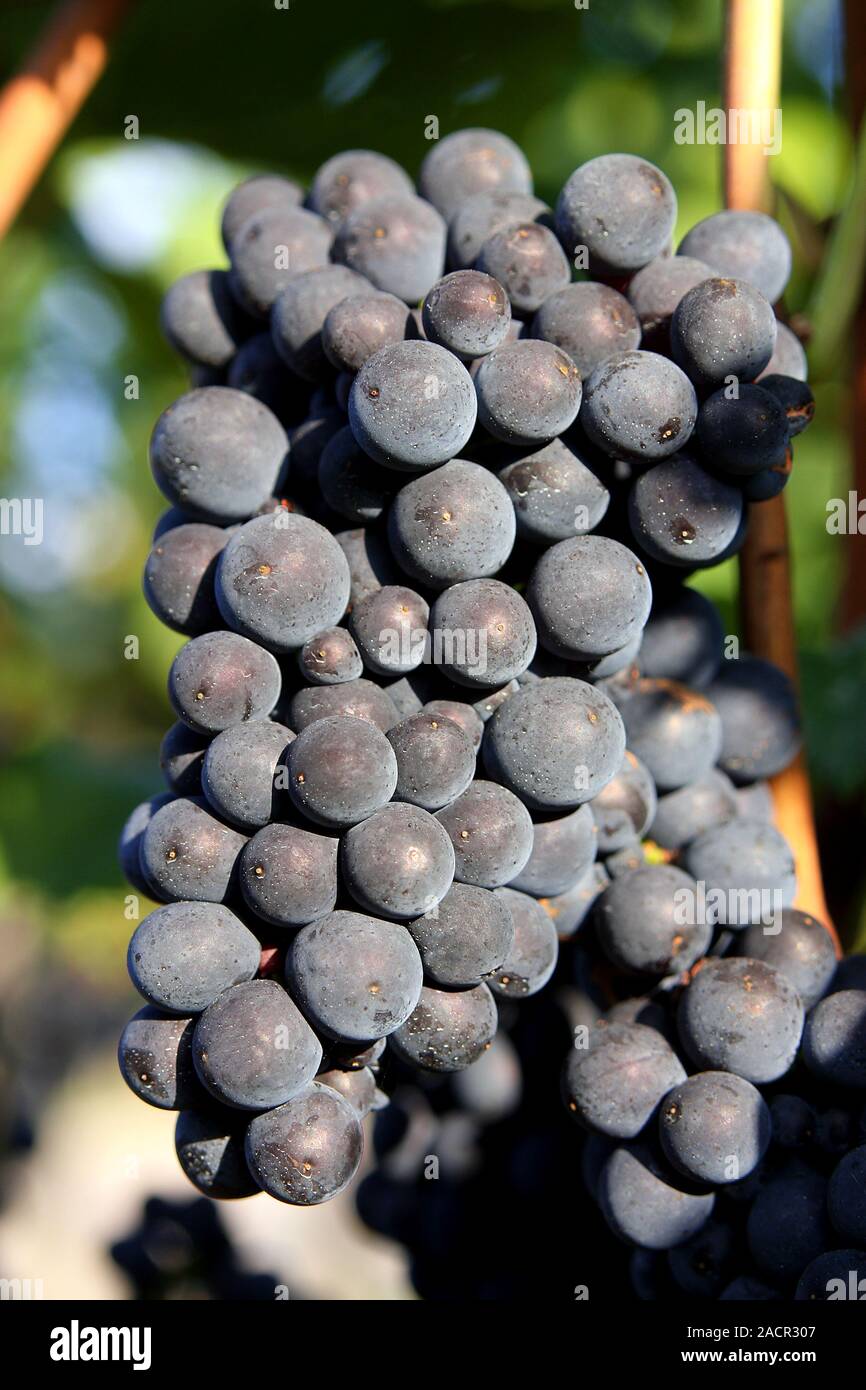 red wine grapes Stock Photo - Alamy