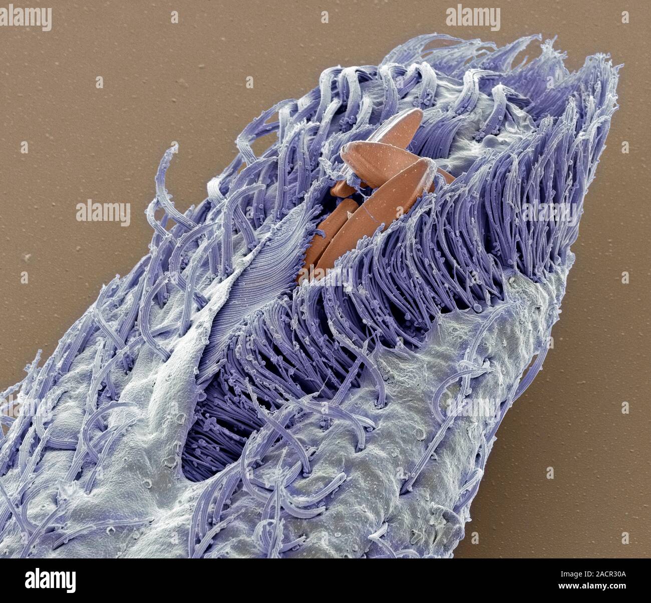 Hypotrich protozoan. Coloured scanning electron micrograph (SEM) of a ...