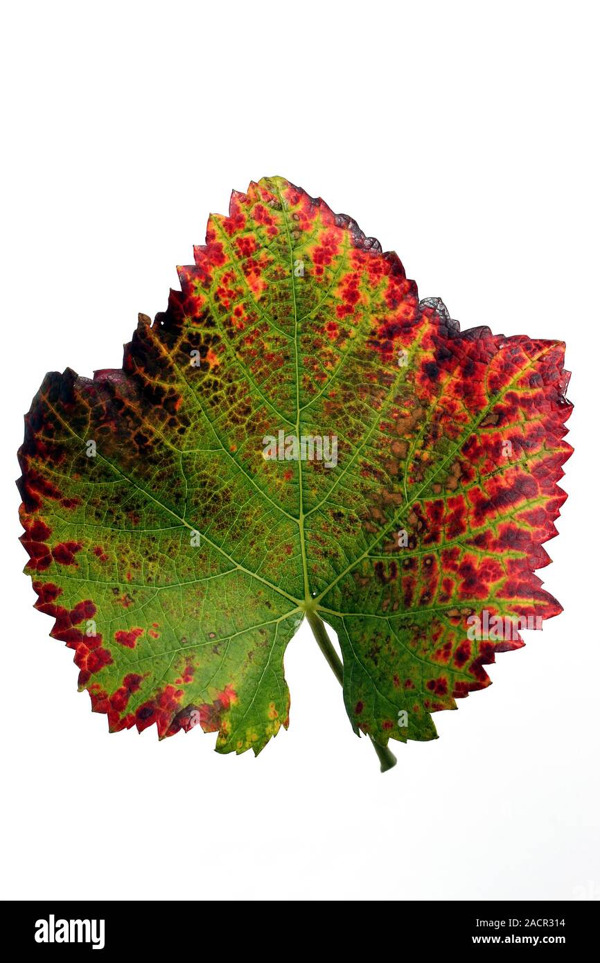 Colourful vine leaves Stock Photo - Alamy